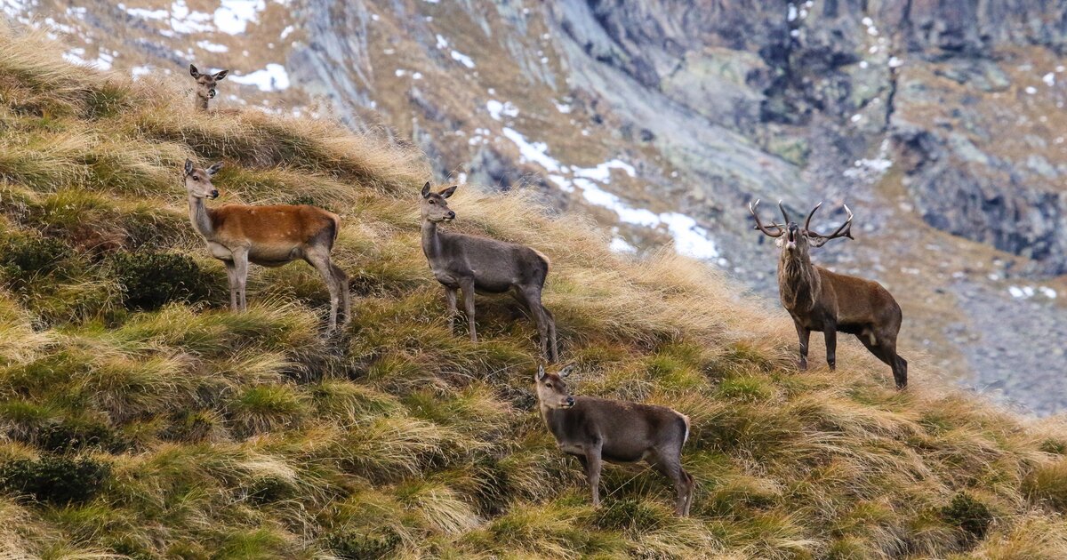 il bramito del cervo