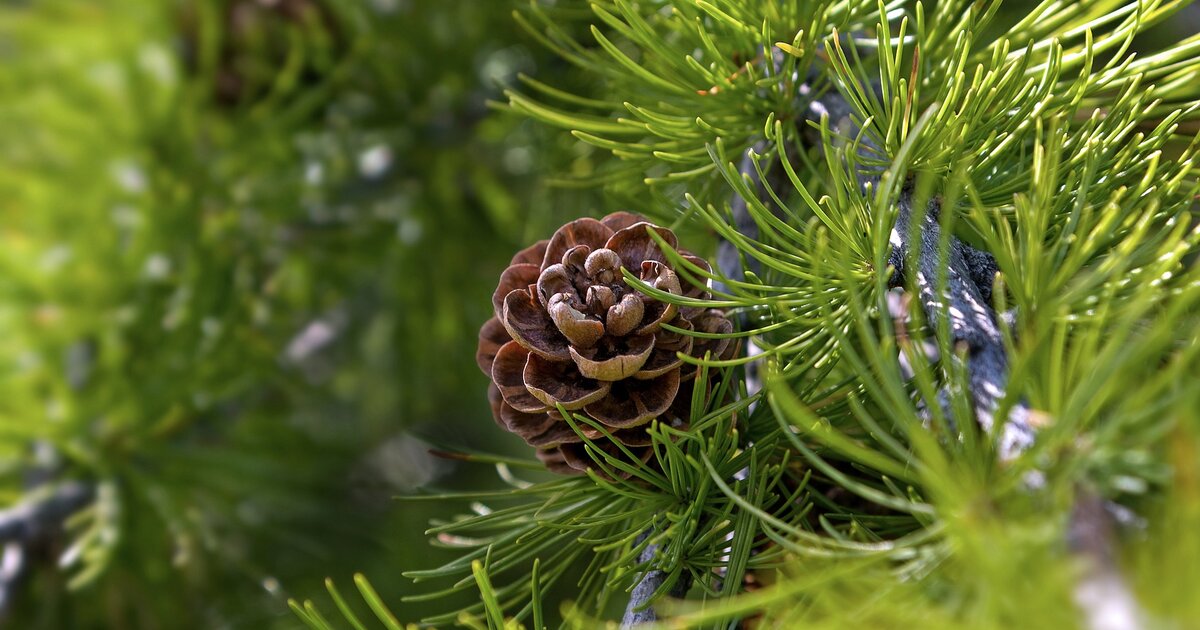 Profumo di larice: la raccolta della trementina