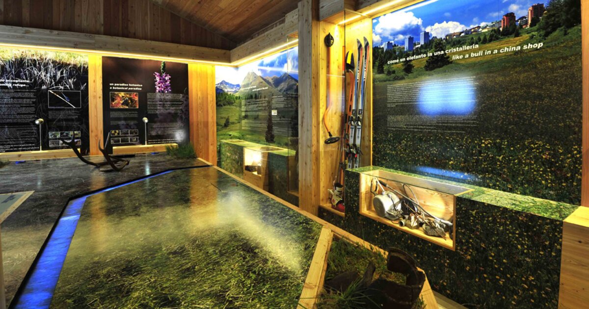 Tonale Peat Bog, Val di Sole Trentino